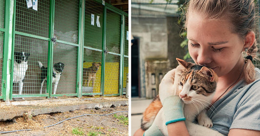 The Animal Rescue Site Blog | News & Stories