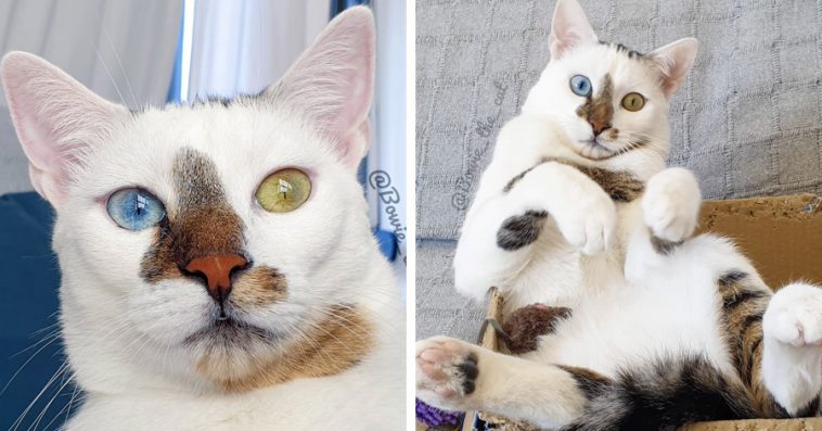 Meet Bowie: The Rescue Kitten With Different-Colored Eyes That's Famous ...