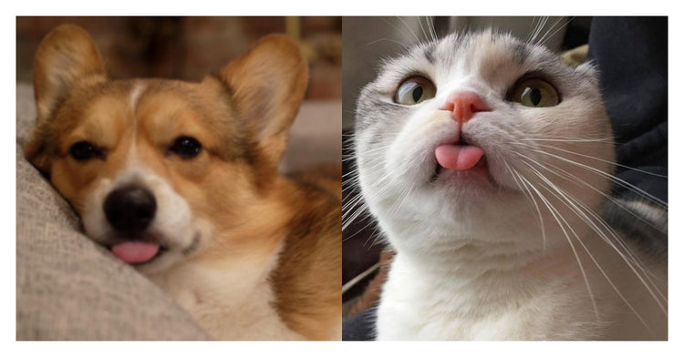 The Mlem, Boop, And Blep: What Your Pets Are Really Doing | The Animal ...