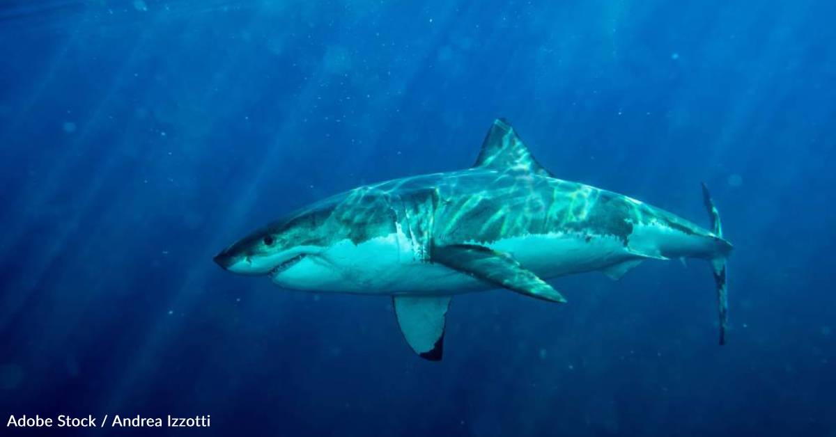 More Great Whites Are Being Spotted in the Northeast, Here's Why | The ...