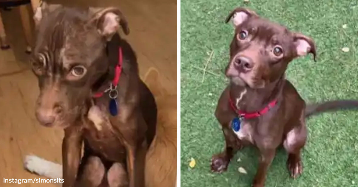 Neglected Rescue Dog Becomes The Center Of Someone’s World | The Animal ...