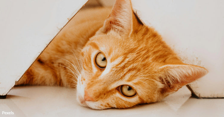 Debunking the Orange Cat Myth: Experts Reveal What Truly Shapes Feline ...