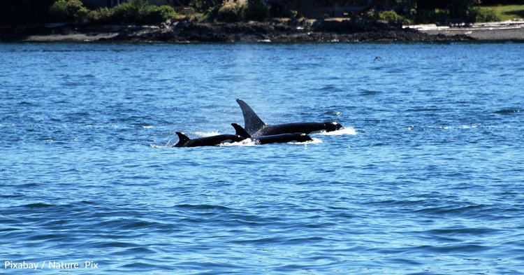 Orca Spotted Bringing Back an Accessory They Sported in the 80s: Salmo | The Animal Rescue Site