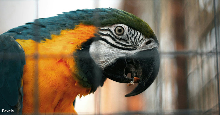 Pepper the Foul-Mouthed Parrot Finds a New Home After 400 Applications ...