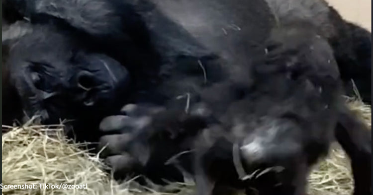 First Play Session Between Baby Gorilla And Dad Captured On Video At ...
