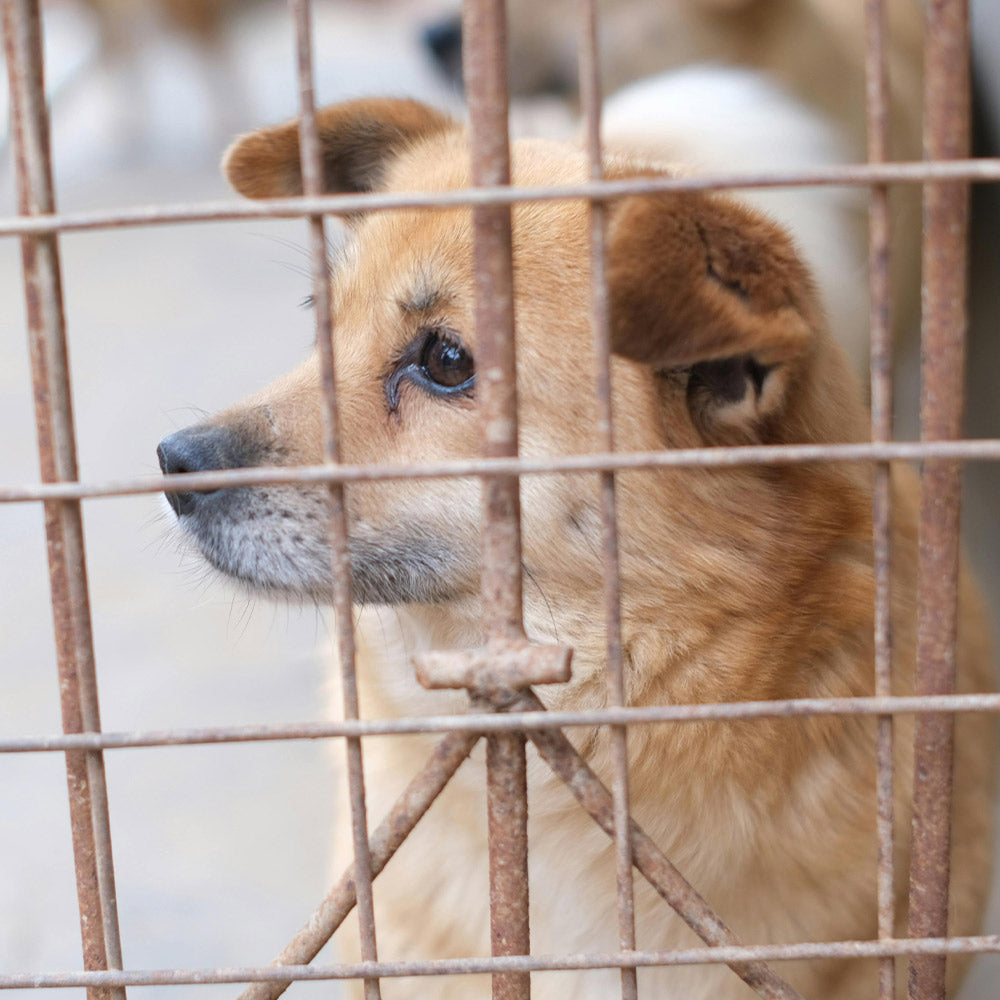 Tell Lawmakers To End Cruelty In Pennsylvania’s Puppy Mills | The ...