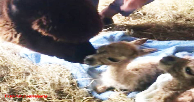 Rare Footage! Farm Welcomes the Birth of Alpaca Twins Named Maisie and ...
