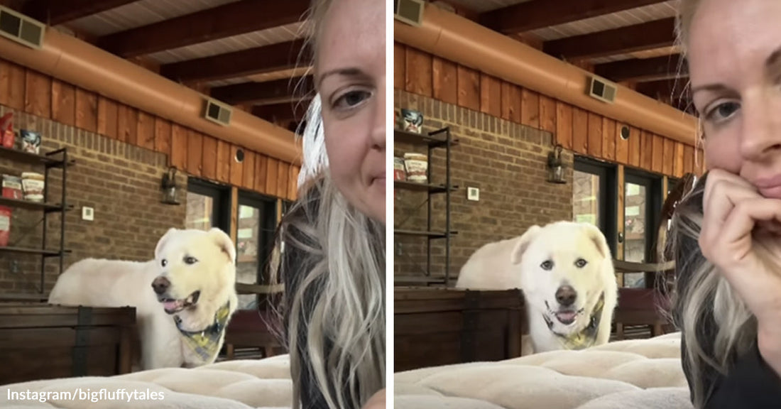 Senior Rescue Dog Takes One Terrifying Step Toward Trust | The Animal ...
