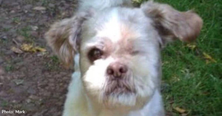 Man Agrees to Watch Blind Dog, Whose Owners Never Return | The Animal ...