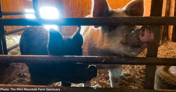 Pigs Rescued from Severe Neglect Survive Harsh NY Winter, Thanks to ...