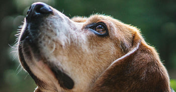 Thousands of Dogs Wait for Rescue After Wisconsin Breeder Shuts Down ...