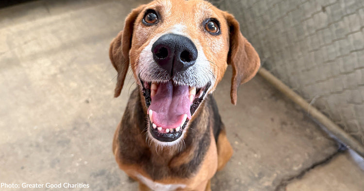 Help Save A Dozen Heartworm-Positive Shelter Dogs on This Month's Save ...