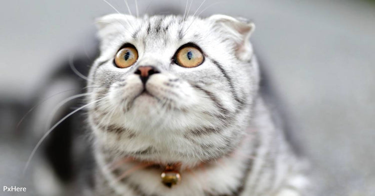 All About Scottish Folds and Their Adorably Unique Ears | The Animal ...