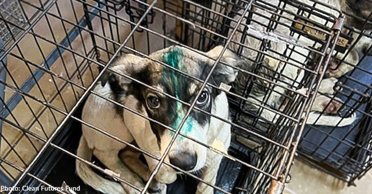 Stray Cats and Dogs of Chernobyl Vaccinated, Thanks to Your Support ...