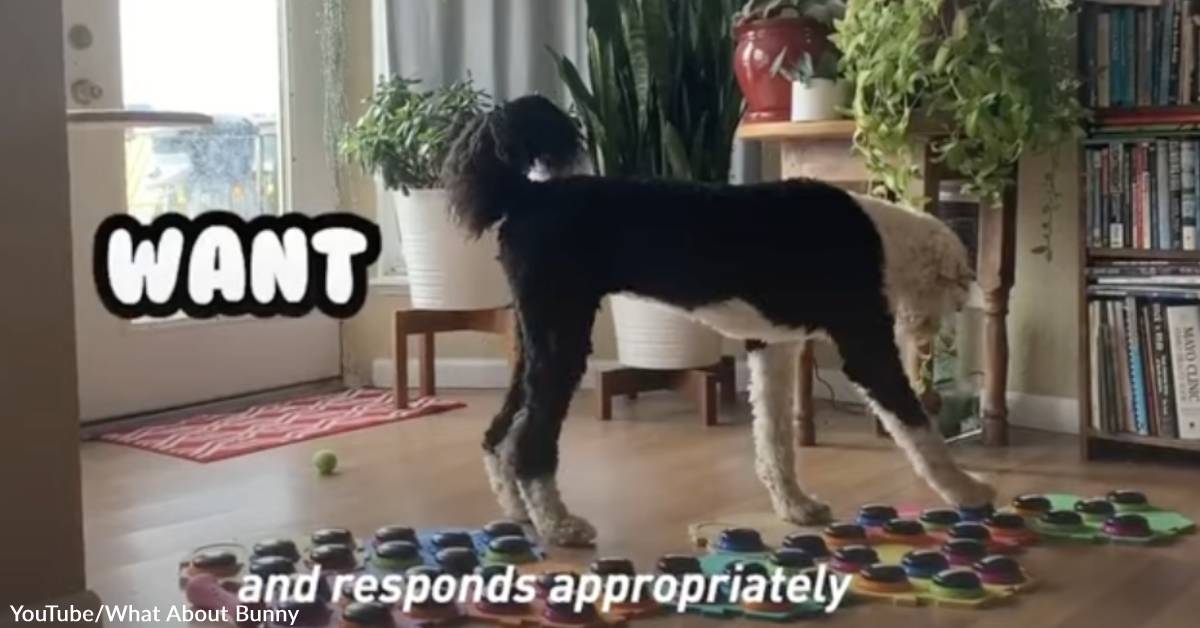 How to Teach Your Dog to Talk Using Speech Buttons | The Animal Rescue Site