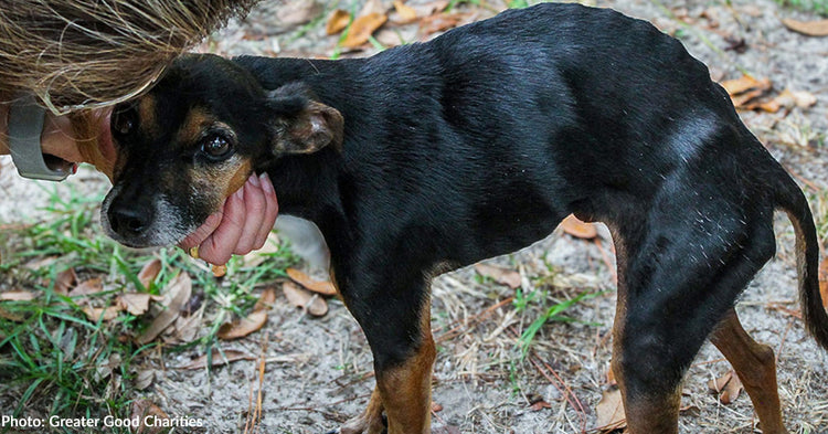 Texas Animal Shelters Taking in Scores of Lost & Displaced Animals ...