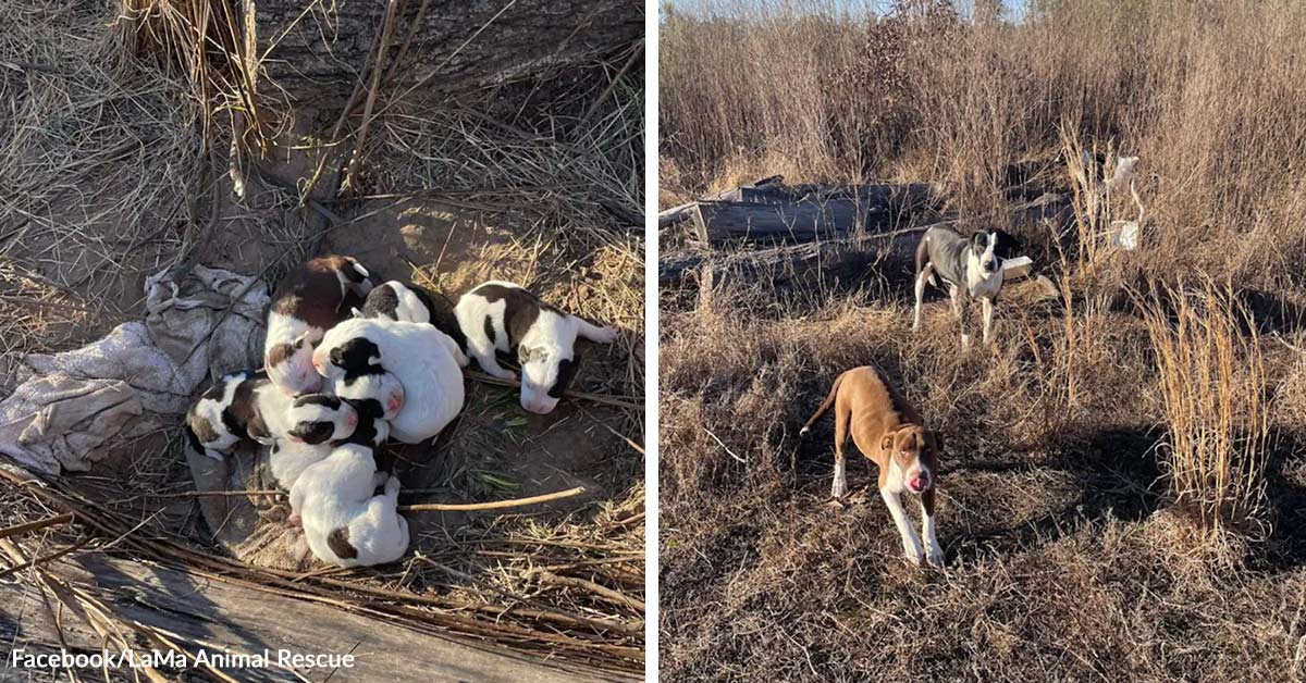 Rescuers Follow Three Stray Dogs Into The Wilderness And Find Seven ...