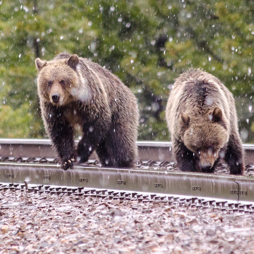 Stop The Wildlife Slaughter On Canada’s Rail Lines | The Animal Rescue Site
