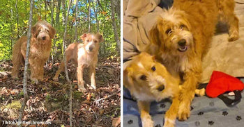 Woman Hunts Down Two Abandoned Dogs After A Cruel Video Leaves Them ...