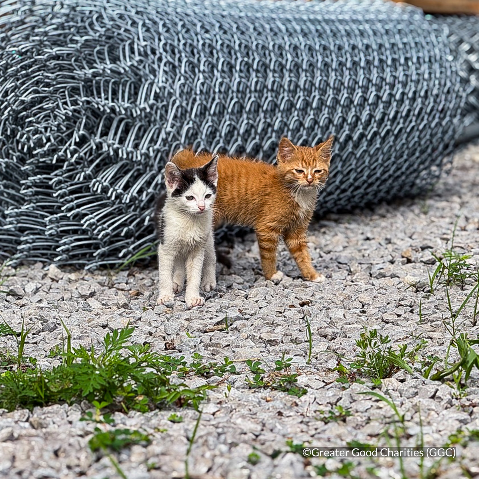 Protect Vulnerable Cats From Extreme Heat | The Animal Rescue Site