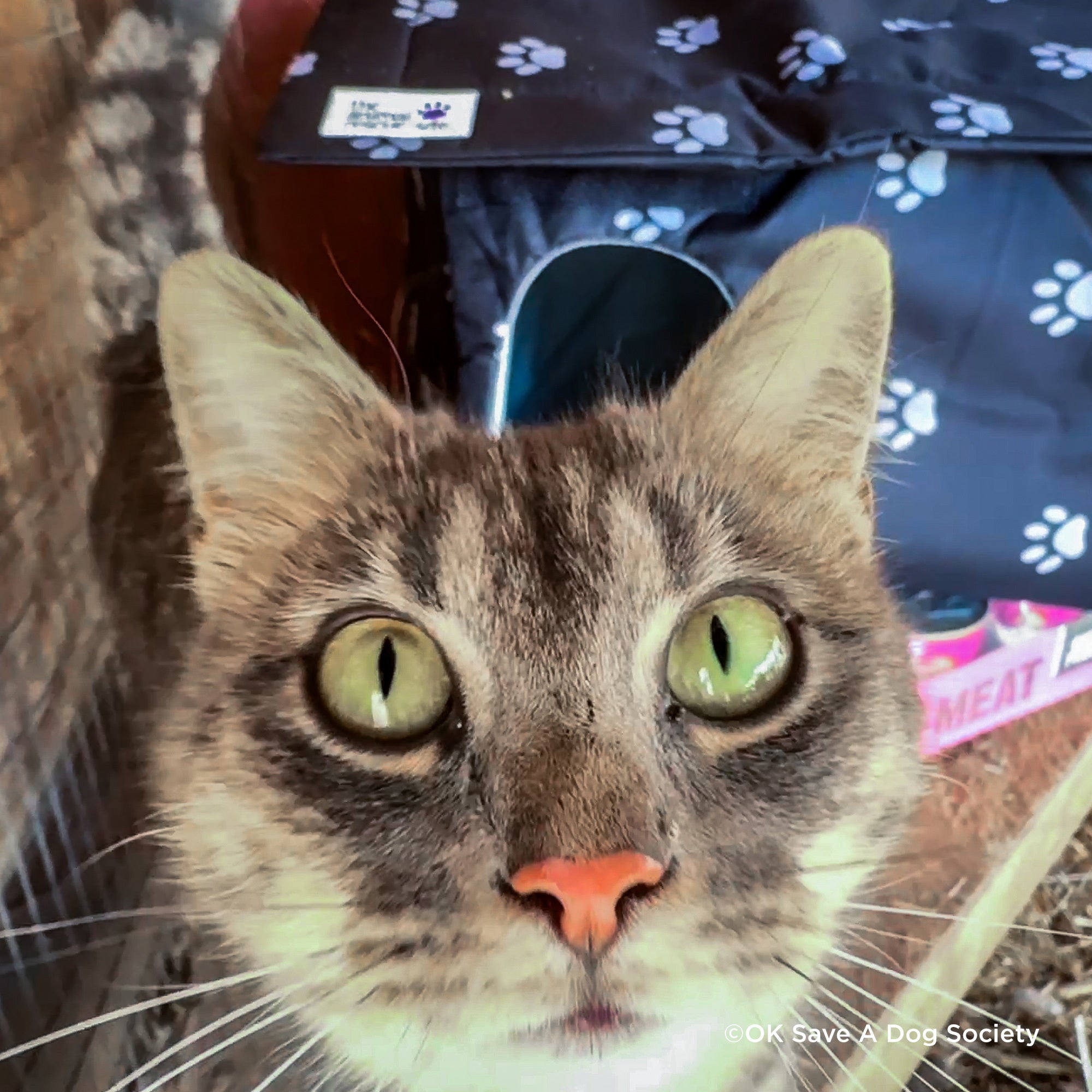 thomas-j-o-connor-animal-control-and-adoption-center | The Animal ...