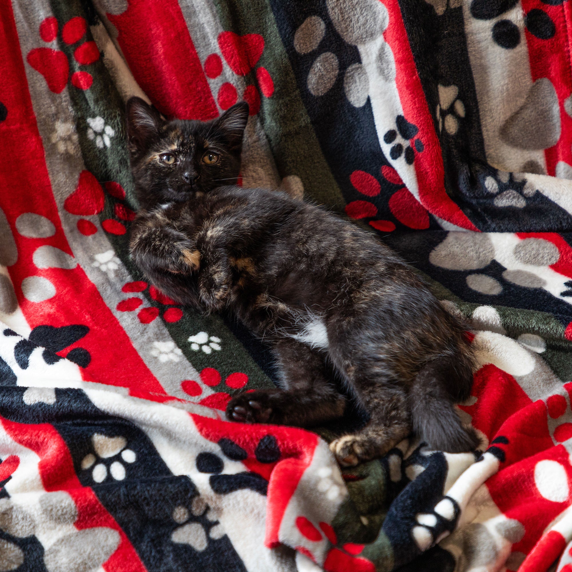 Super Cozy™ Pet Blanket | The Animal Rescue Site