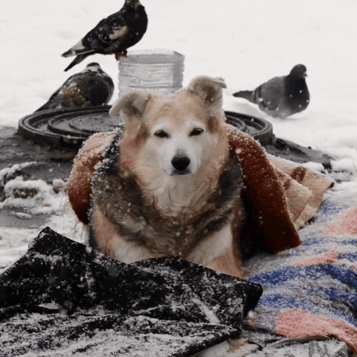 thomas-j-o-connor-animal-control-and-adoption-center | The Animal ...