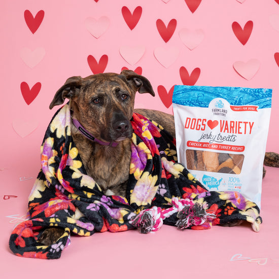 Send a Valentine & Love To a Shelter Fur Baby | The Animal Rescue Site