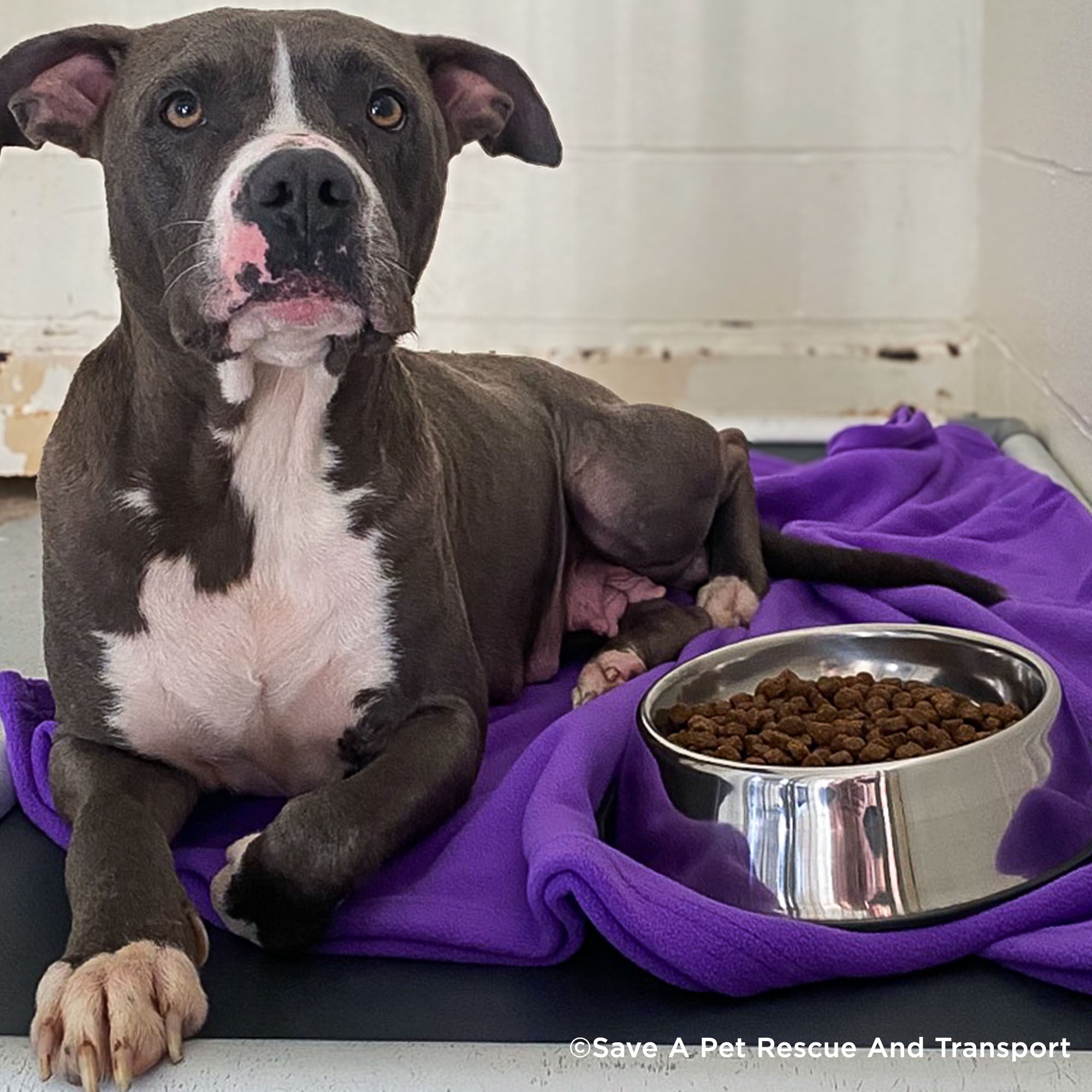 thomas-j-o-connor-animal-control-and-adoption-center | The Animal ...