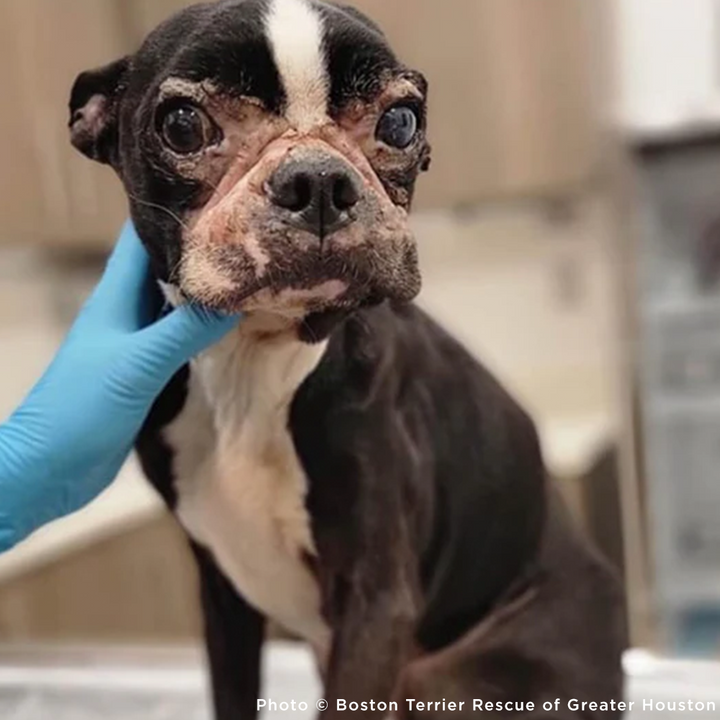 People Are Confused Over This Photo Of A 'Headless' Dog | The Animal ...