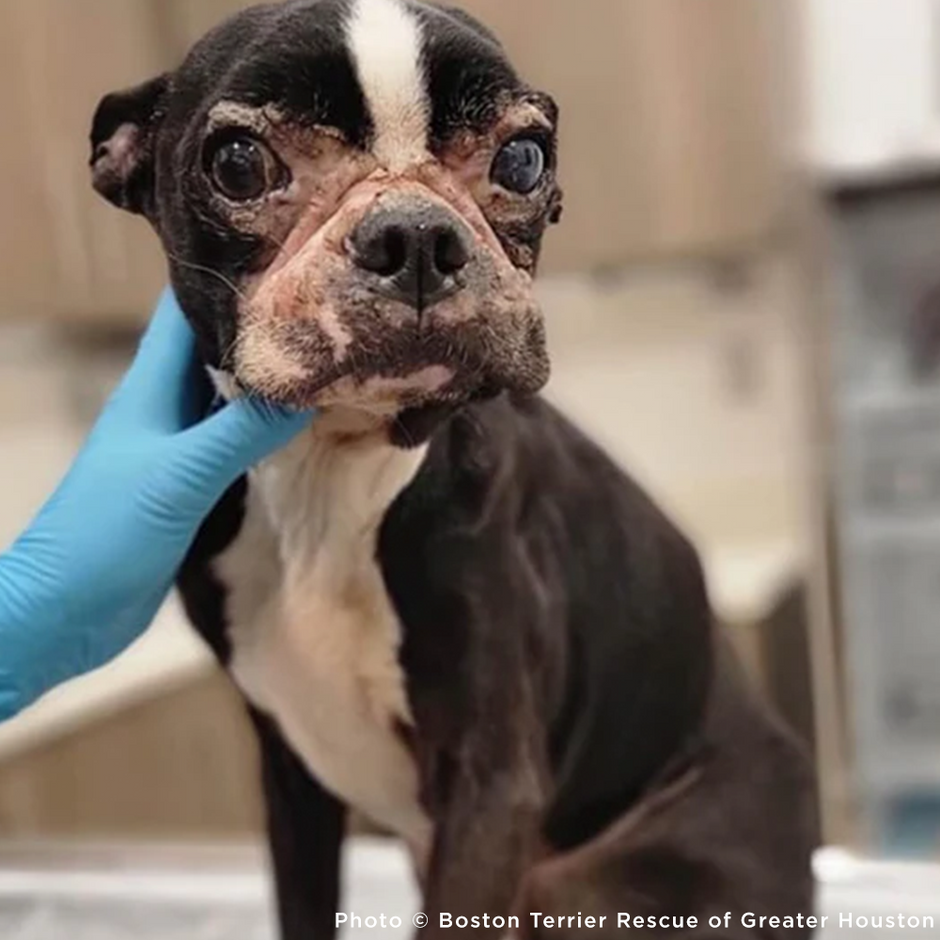 People Are Confused Over This Photo Of A 'Headless' Dog | The Animal ...