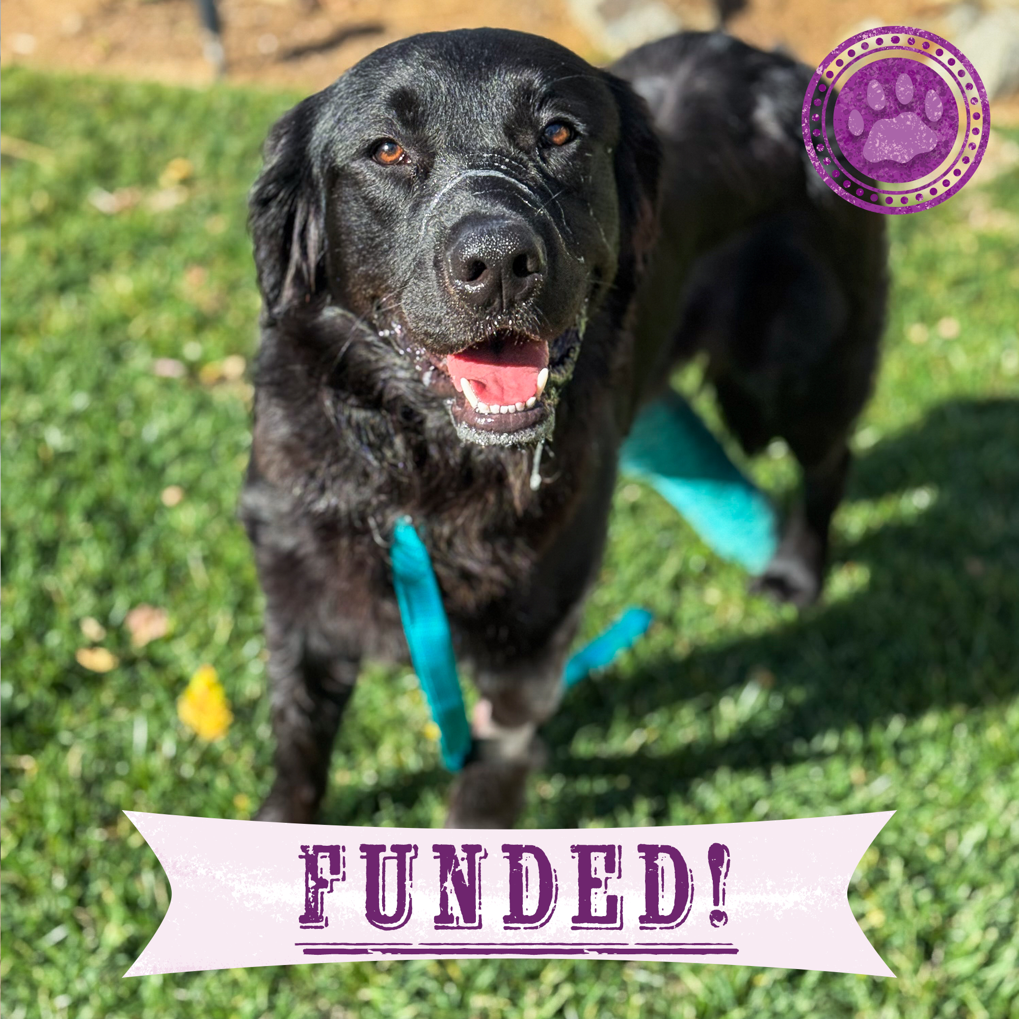 Funded: Braxon Was Found on Side of Road with Shattered Leg, Help Him ...