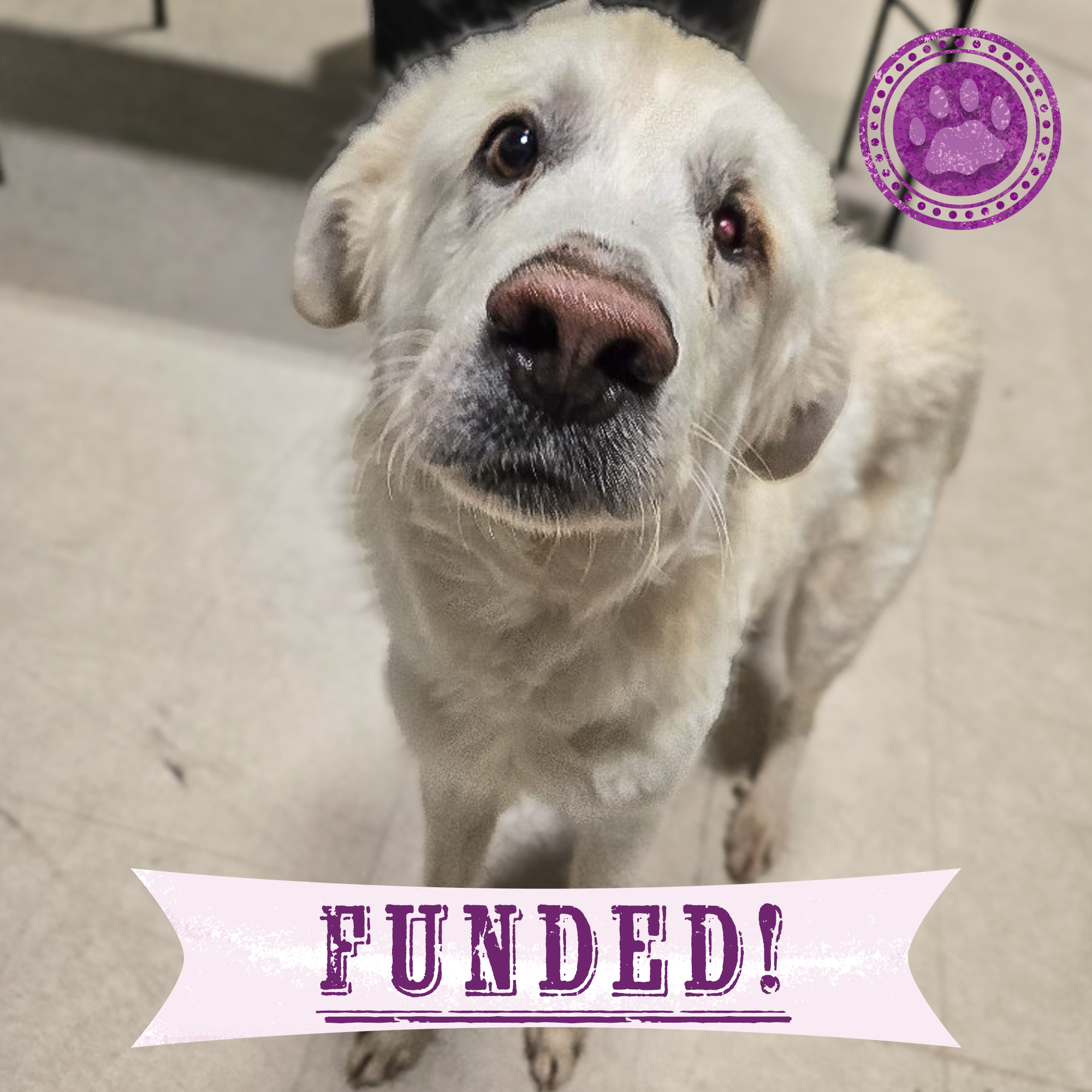 Funded: Starving Hardy with Severely Injured Eye Needs Critical Surger ...