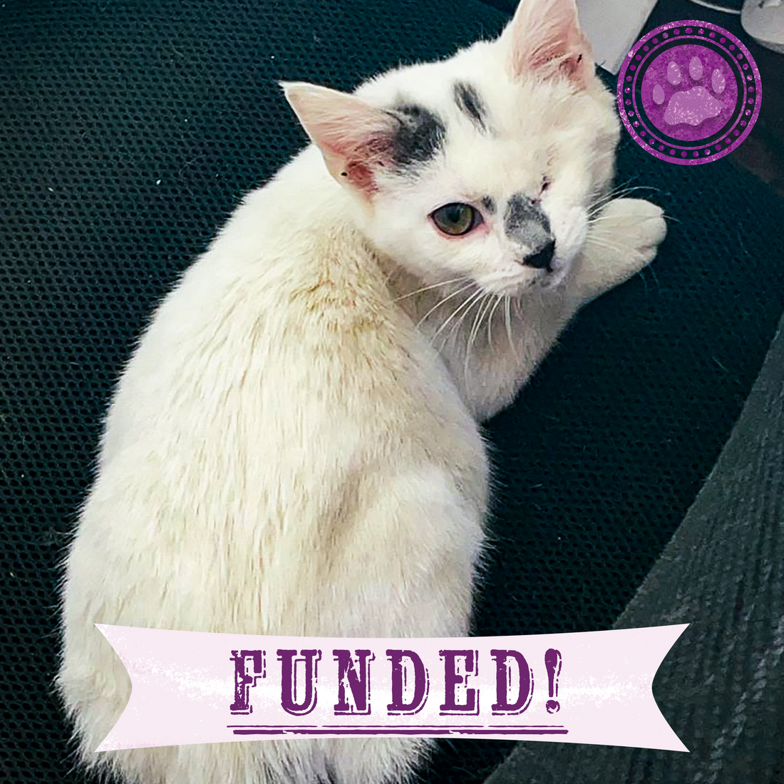 Funded: Kitten Near Death with Ruptured Eye Needs Your Support to Surv ...