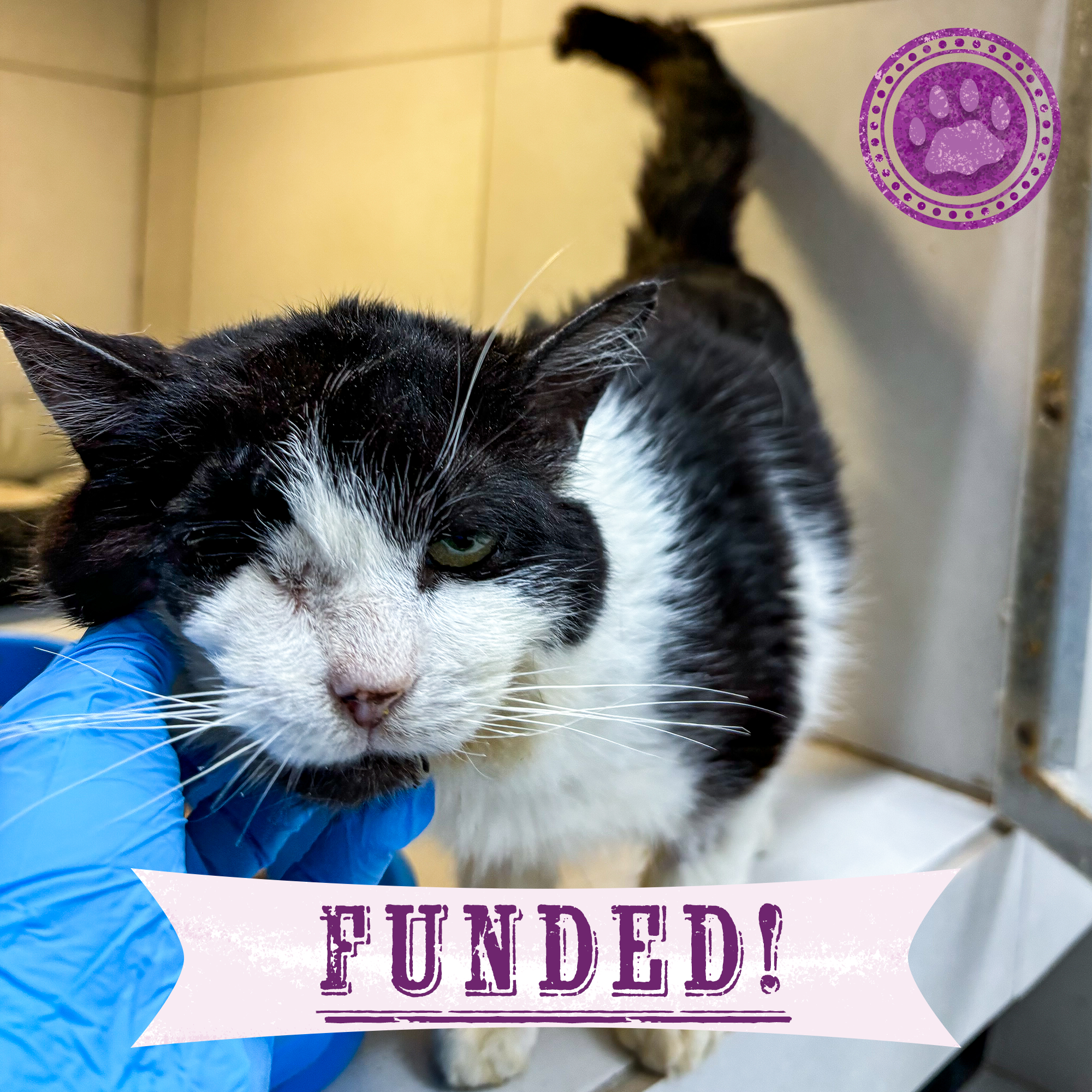 Funded: Help Save Ukraine Cat in Critical Condition with Ruptured Eye ...