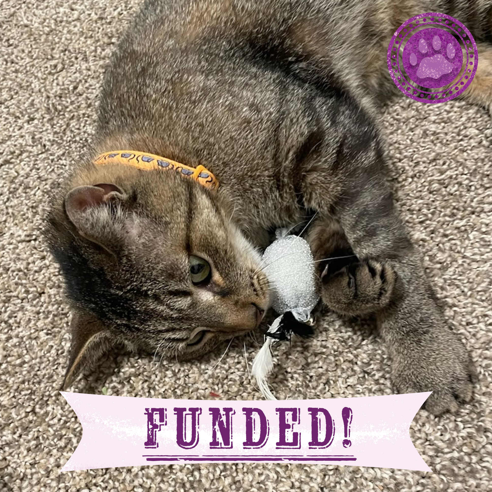 Funded: Cat With Shattered Jaw Needs Your Support to Get Emergency Sur ...
