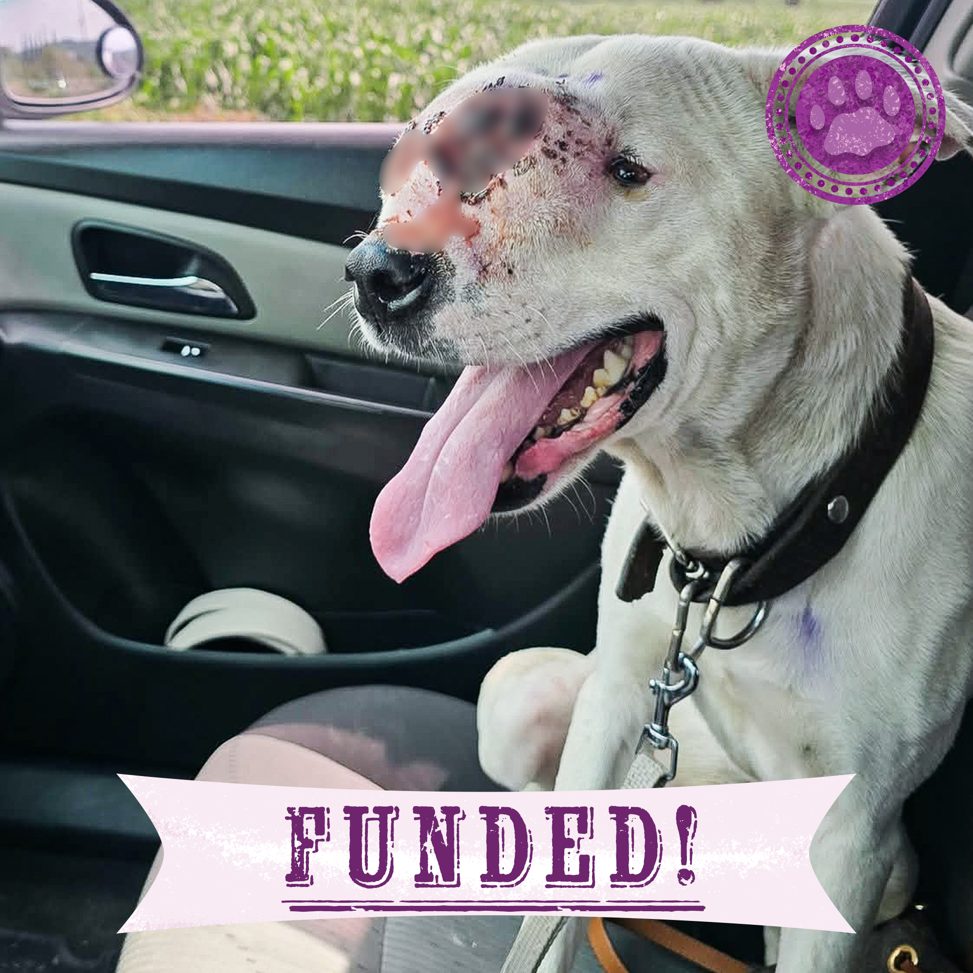 Funded: Save Neglected Dog with Bleeding Mass and Life-Threatening Dis ...