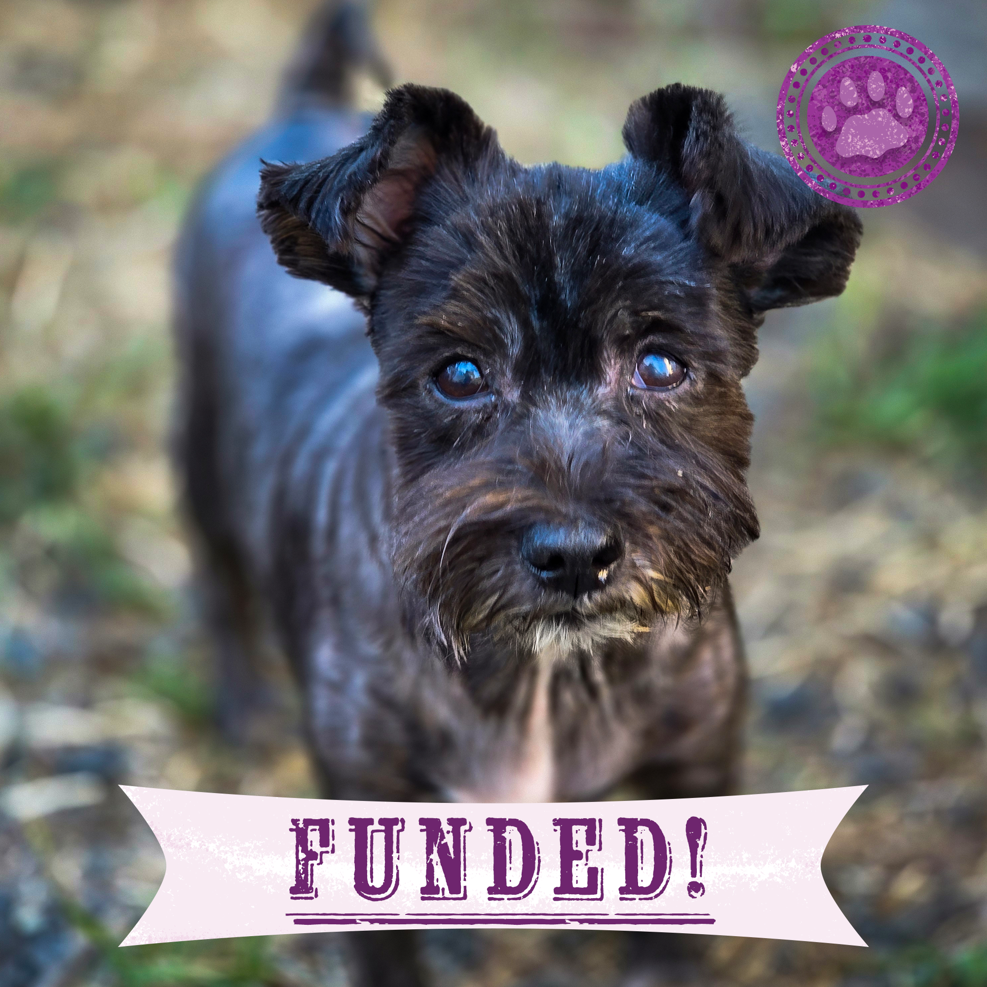 Funded: Help Over 100 Dogs Rescued from Horrible Conditions Get Urgent ...
