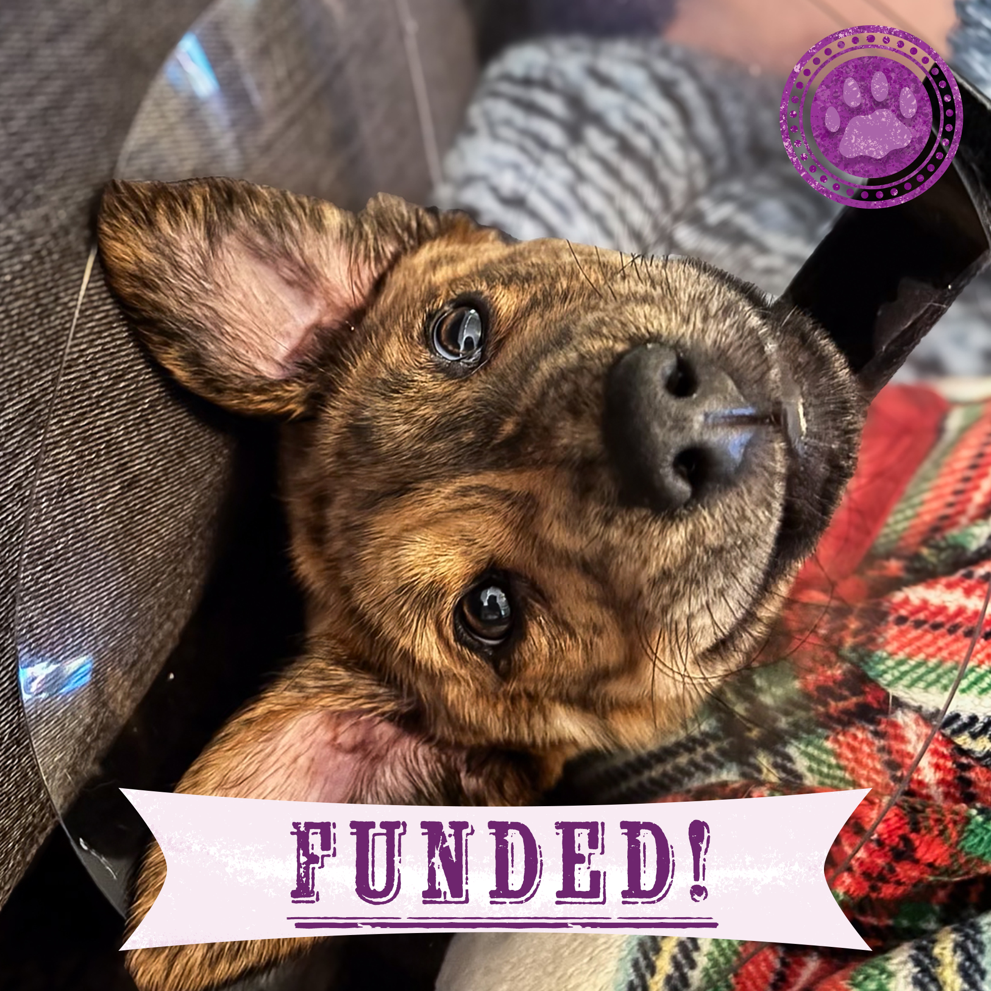 Funded: Help Save Puppy in Critical Condition After Being Struck by Ca ...