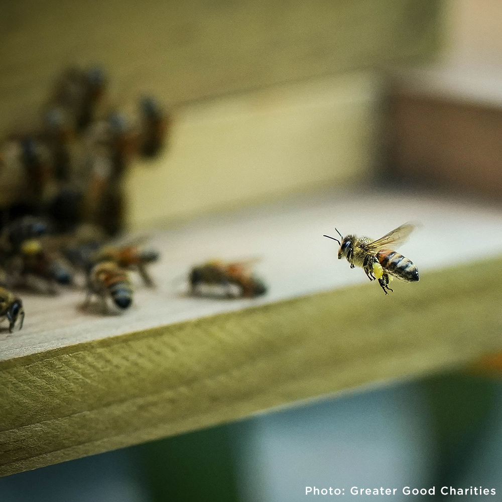 Help Feed Starving Bees | The Animal Rescue Site