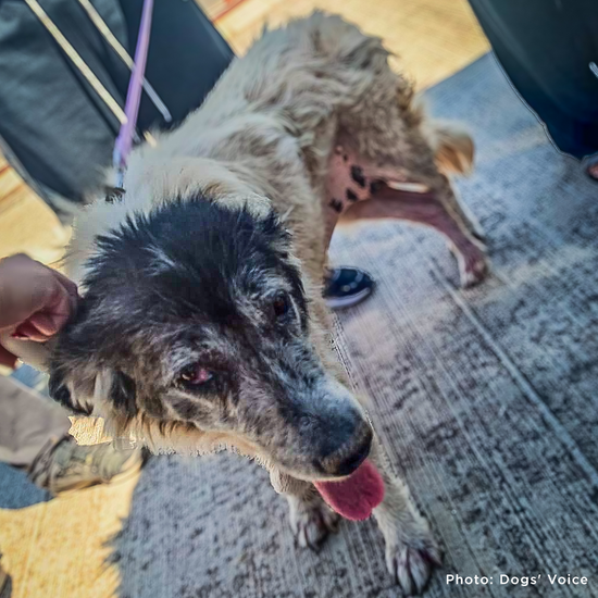 Starving & Injured: Homeless Animals Around the World Need Your Help ...