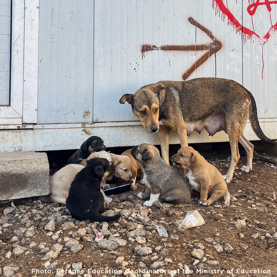 Starving & Injured: Homeless Animals Around the World Need Your Help ...