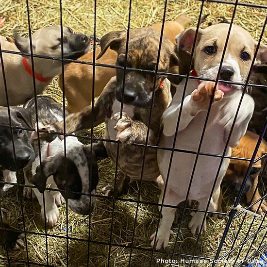 Help Feed Hungry Shelter Animals | The Animal Rescue Site