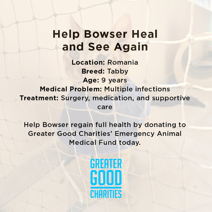 Bowser Needs Emergency Surgery to Save Inflamed Eye | The Animal Rescue ...