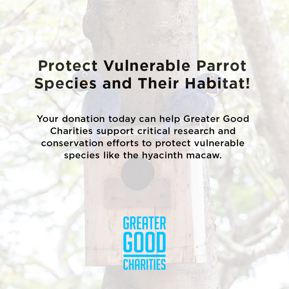 Help Save Vulnerable Parrots from Poachers and Deforestation | The ...