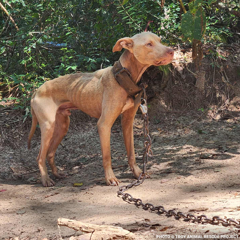 Funded: Help Dogs Removed from Chains Get Medical Care for Untreated I ...
