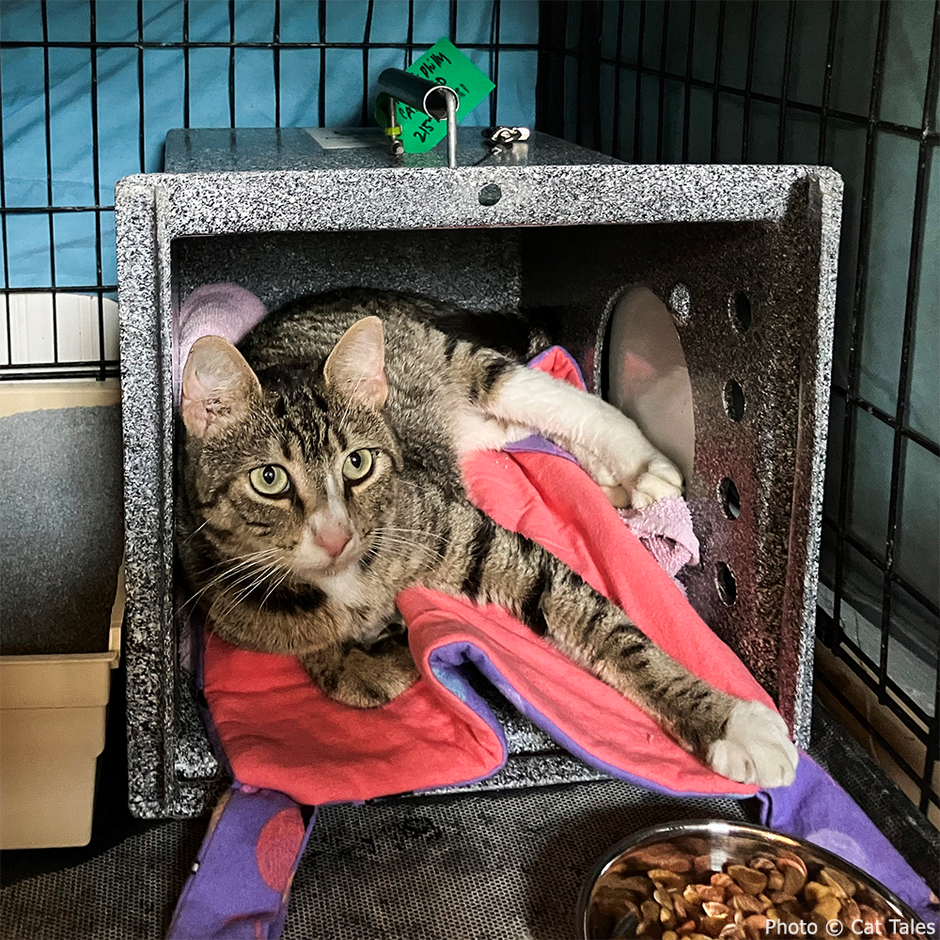 Foot-hold and Leg-hold Traps Now Banned In 10 U.S. States | The Animal ...