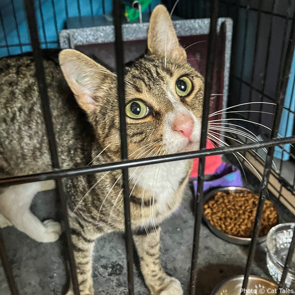 7 Ways To Convince Feral Cats to Take Shelter | The Animal Rescue Site