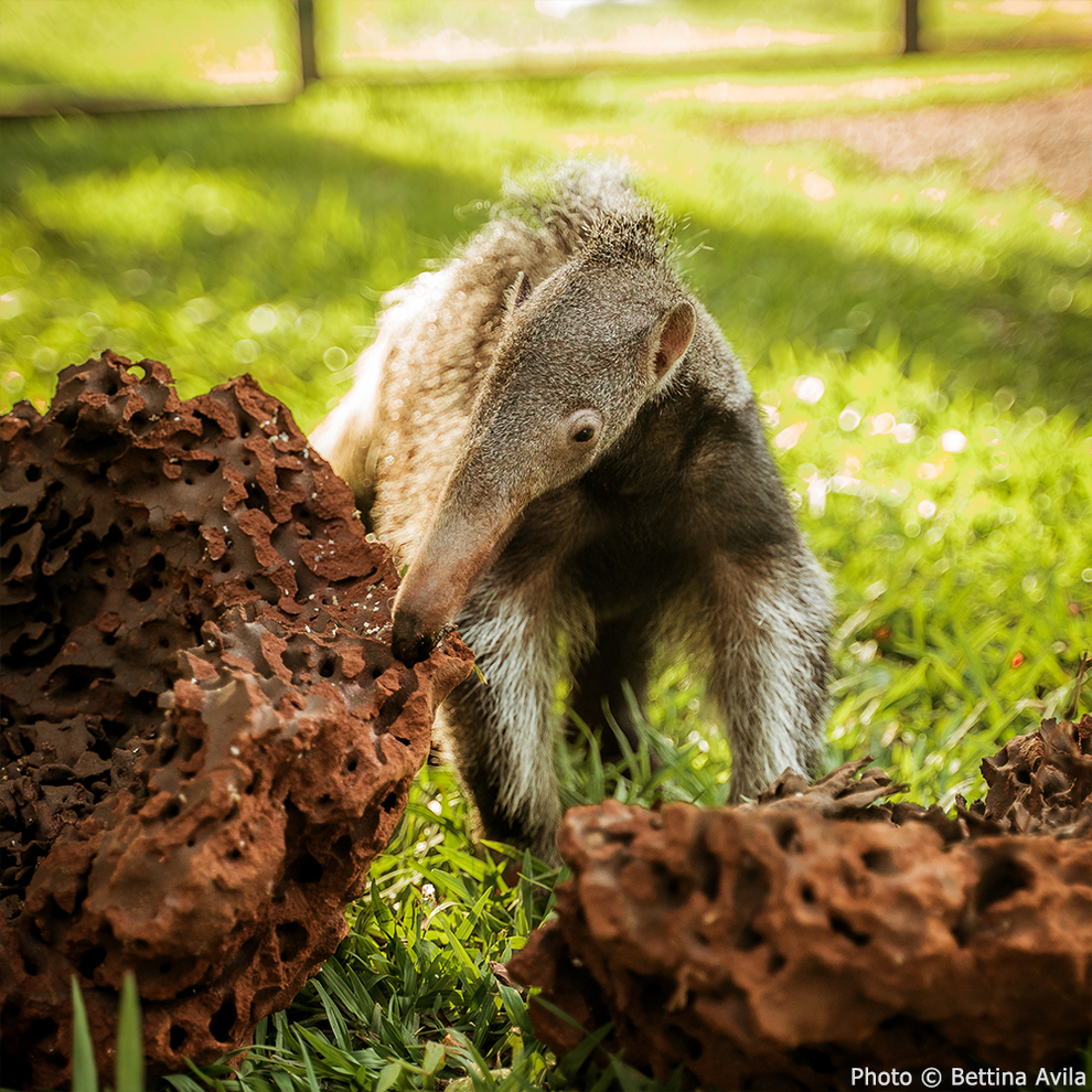 Help Protect the Vulnerable Giant Anteater | The Animal Rescue Site