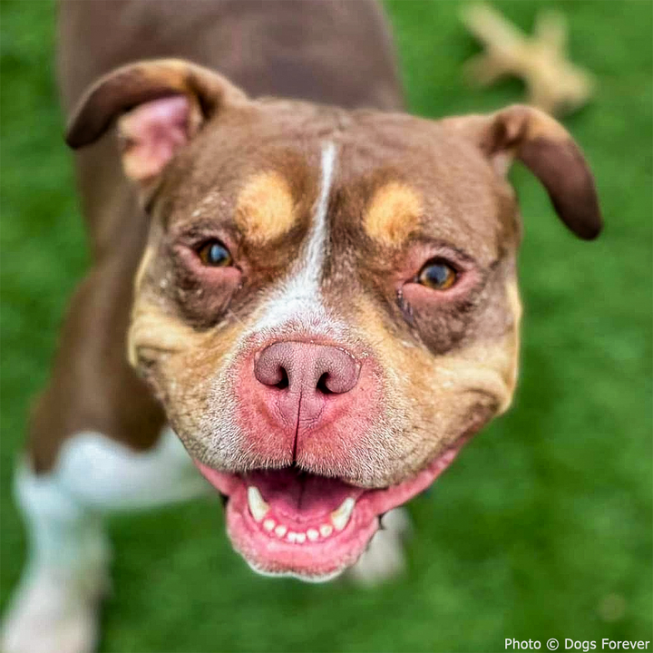 People Are Confused Over This Photo Of A 'Headless' Dog | The Animal ...